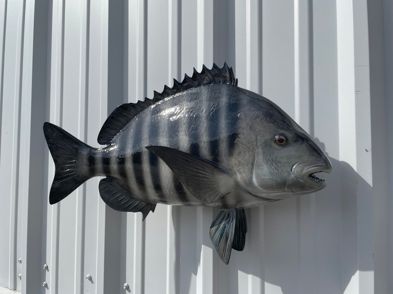 In Stock 25 Inch Sheepshead Mount In Stock 25 Inch Sheepshead Full ...