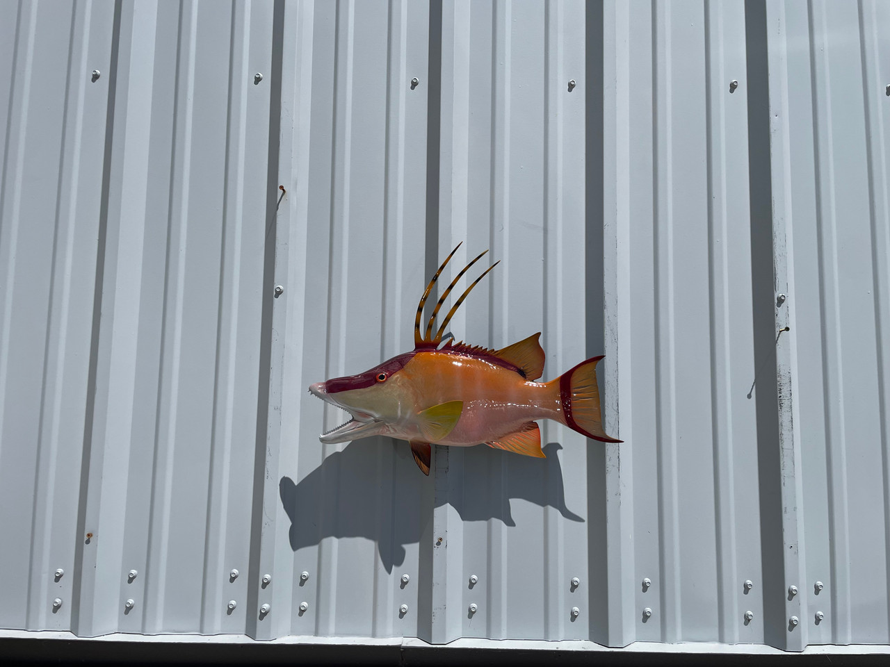 21 Inch Hog Snapper Fish Mount Replica Reproduction For Sale