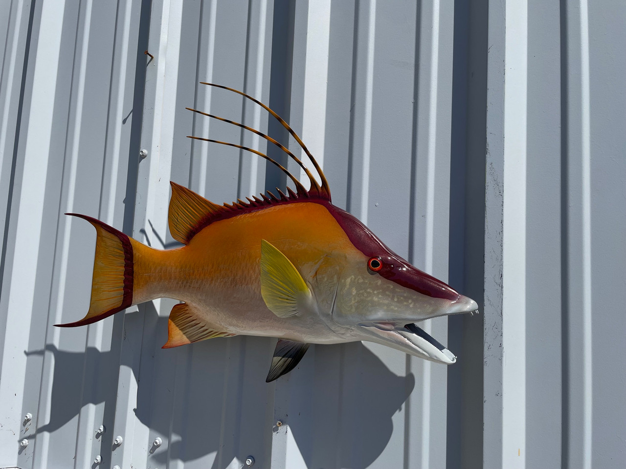 26 Inch Hogfish Fish Mount Replica by Mount This Fish