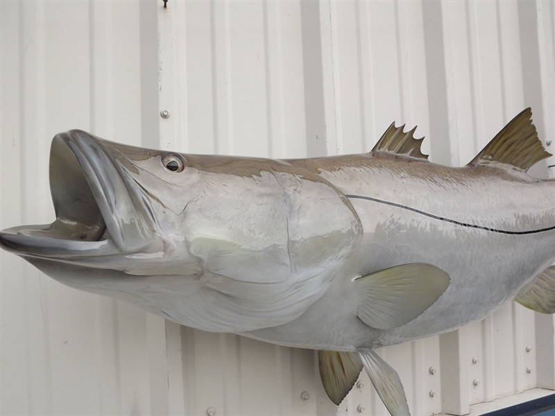 50 Inch Black Snook Fish Mount Replica Reproduction For Sale