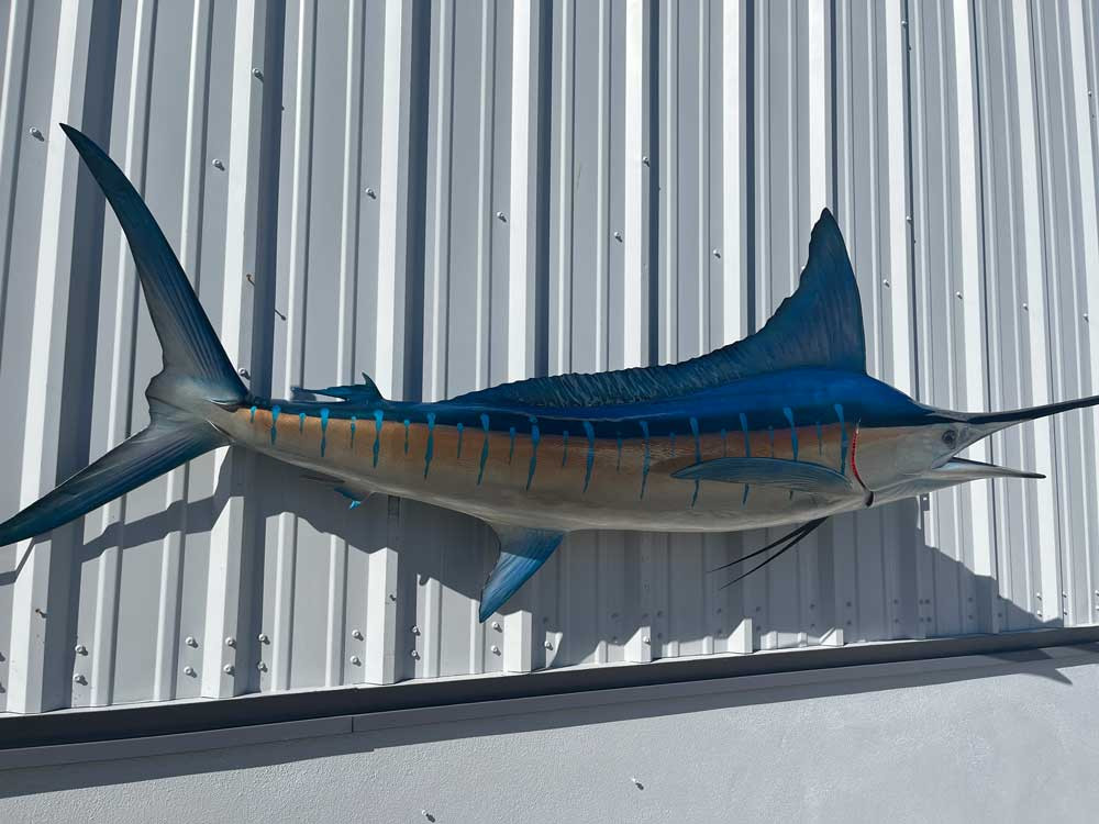 In Stock 105 Inch Striped Marlin Mount by Mount This Fish Company In ...