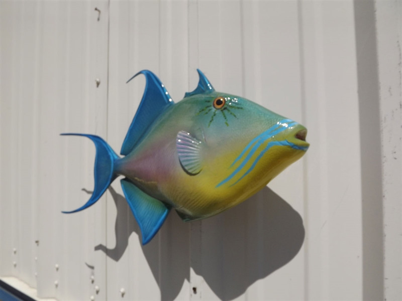 23 Inch Queen Triggerfish Fish Mount Replica Reproduction For Sale