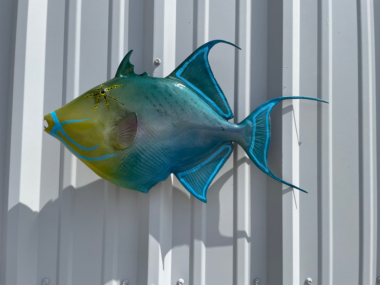 24 Inch Queen Triggerfish Fish Mount Replica Reproduction For Sale