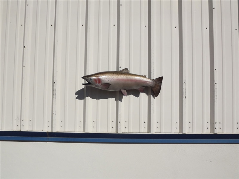 29 Inch Steelhead Trout Fish Mount Replica Reproduction For Sale