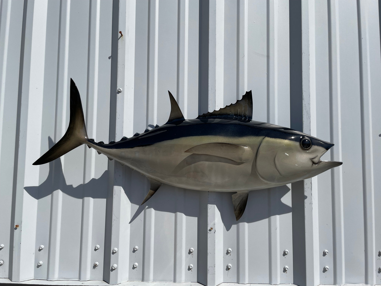 36 Inch Blackfin Tuna Half Mount Blackfin Tuna Half Sided Fish Replica