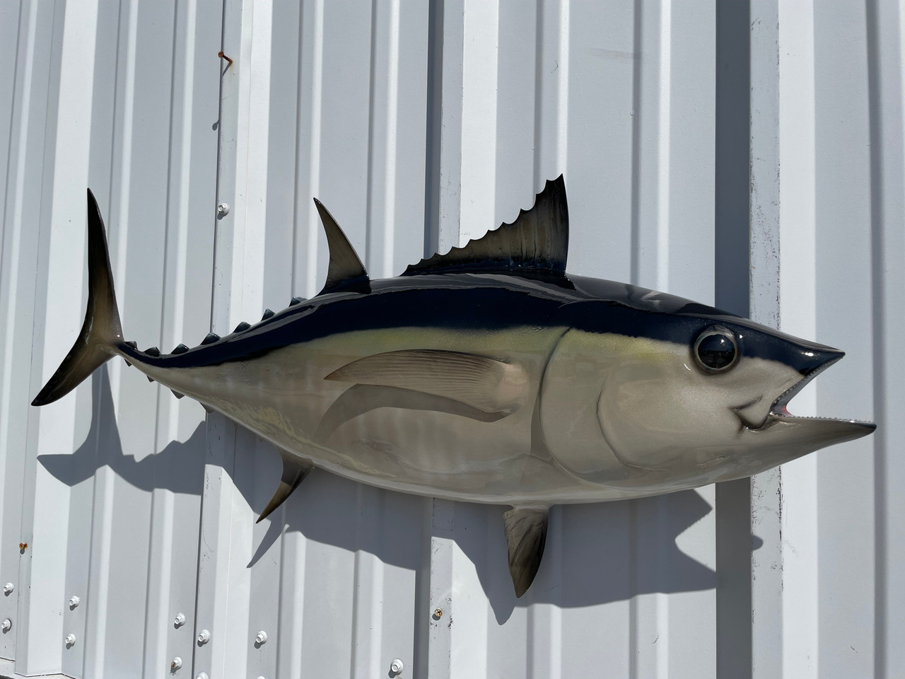 36 Inch Blackfin Tuna Half Mount Blackfin Tuna Half Sided Fish Replica