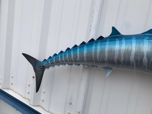 36 Inch Wahoo Fish Mount Replica Reproduction For Sale