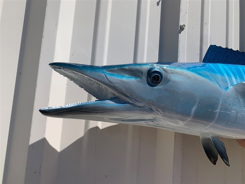 54 Inch Wahoo Two Sided Wall Mount Fish Replica