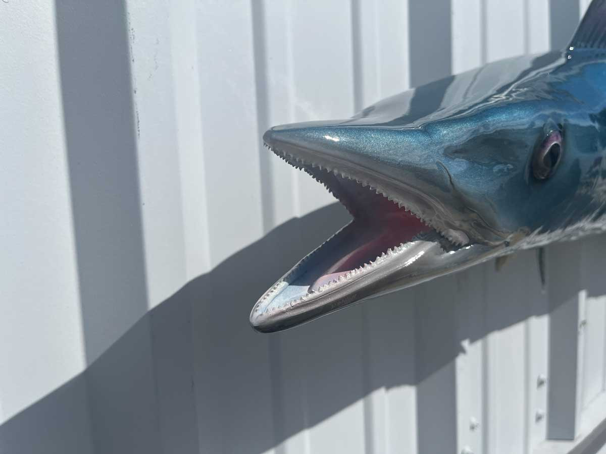 54 Inch Wahoo Full Mount Fish Replica In Stock