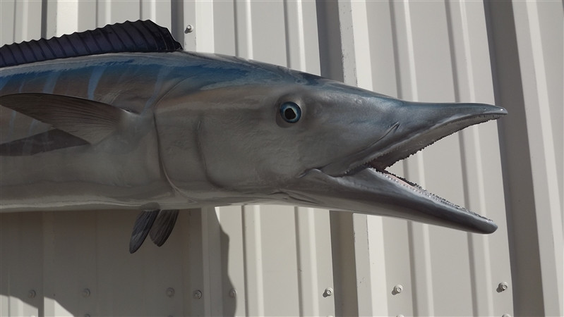 67 Inch Wahoo Fish Mount Replica Reproduction For Sale