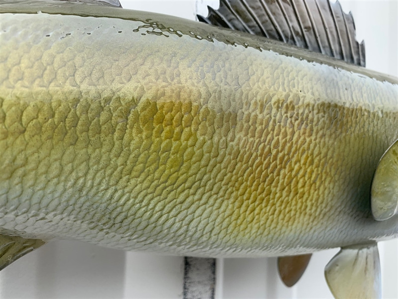 Walleye Fish Mount Two Sided Wall Mount Fish Replica - 21 Inches