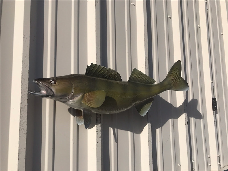15 Inch Walleye Fish Mount Replica Reproduction For Sale
