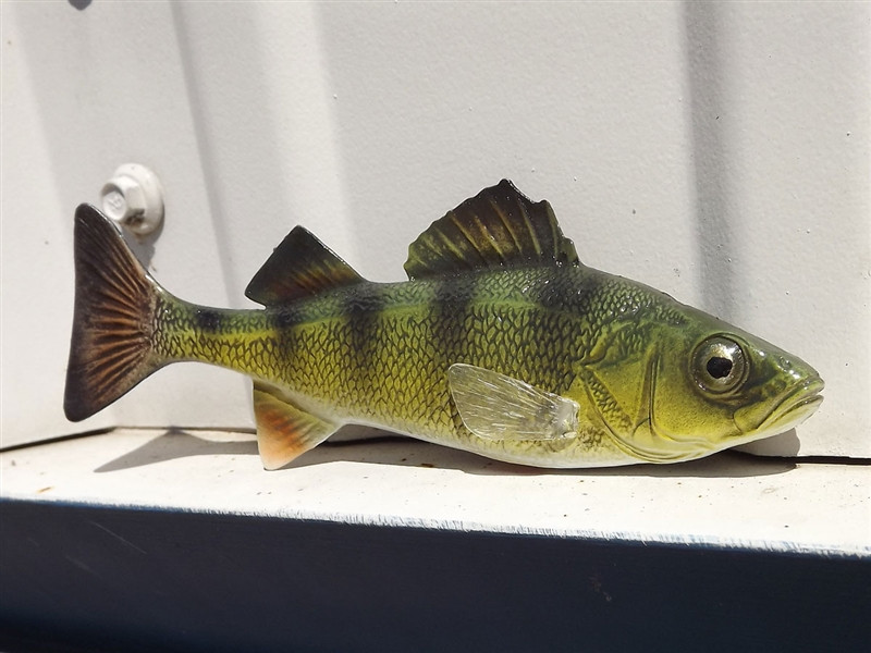 5 Inch Right Facing Yellow Perch Baitfish Mount Replica Reproduction