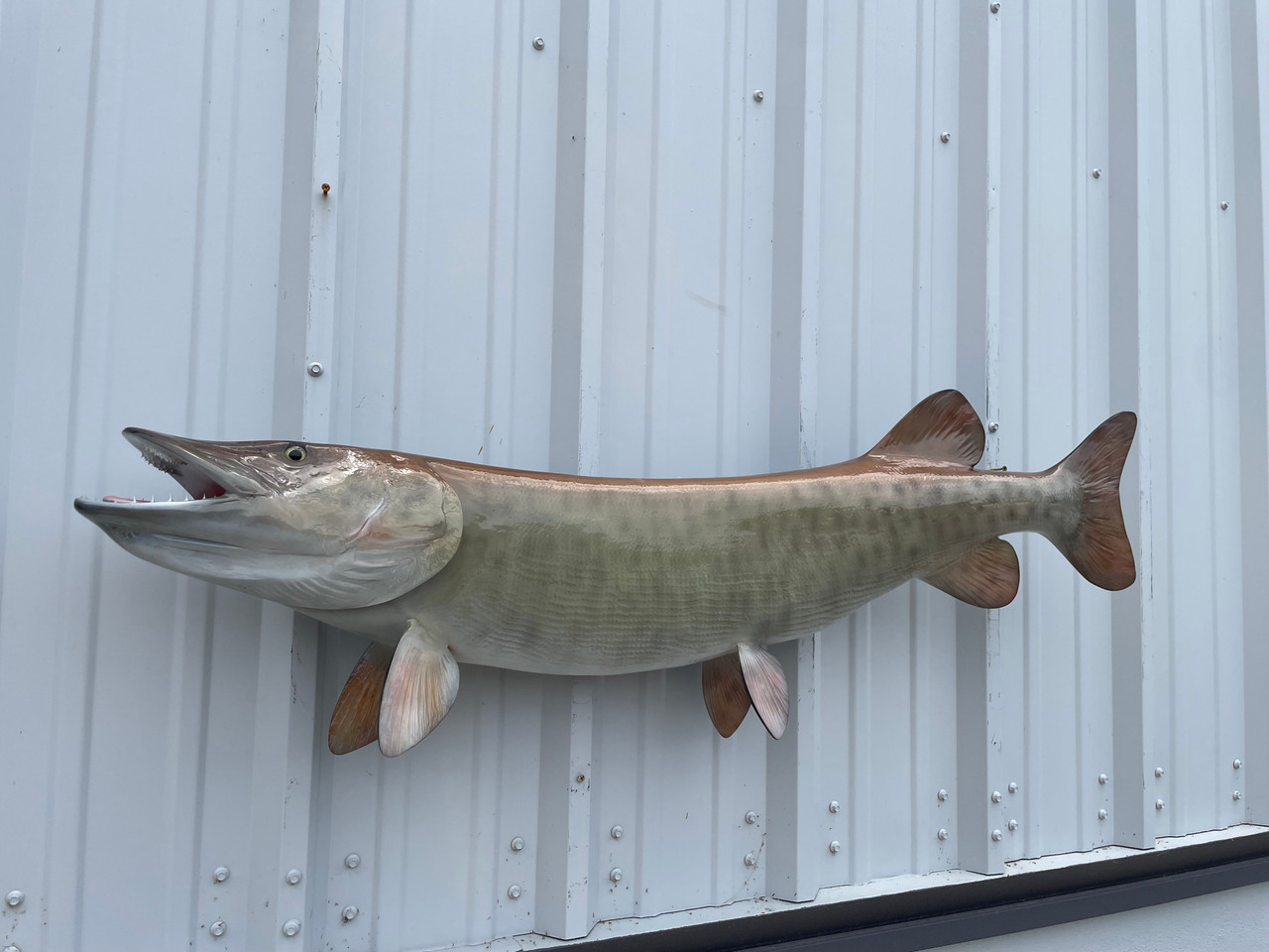 In Stock 47 Inch Muskie Fish Mount In Stock 47 Inch Muskie Full Mount ...