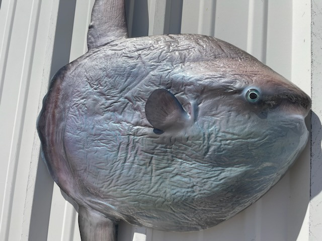 Mola Mola Half Mount Mola Mola Half Sided Fish Replica