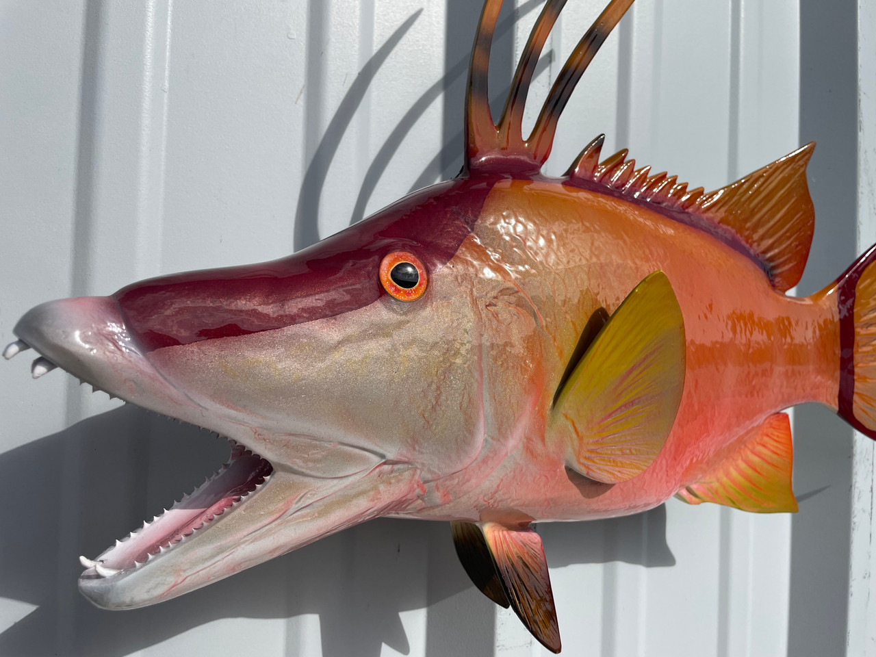 For Sale 21 Inch Hog Snapper Fish Mount Replica Reproduction by Mount This