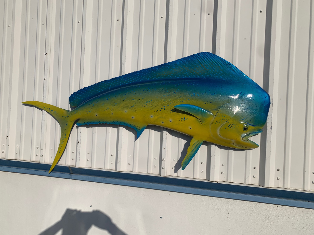 65 Inch Right Facing Bull Dolphin Half Sided Fish Mount Replica
