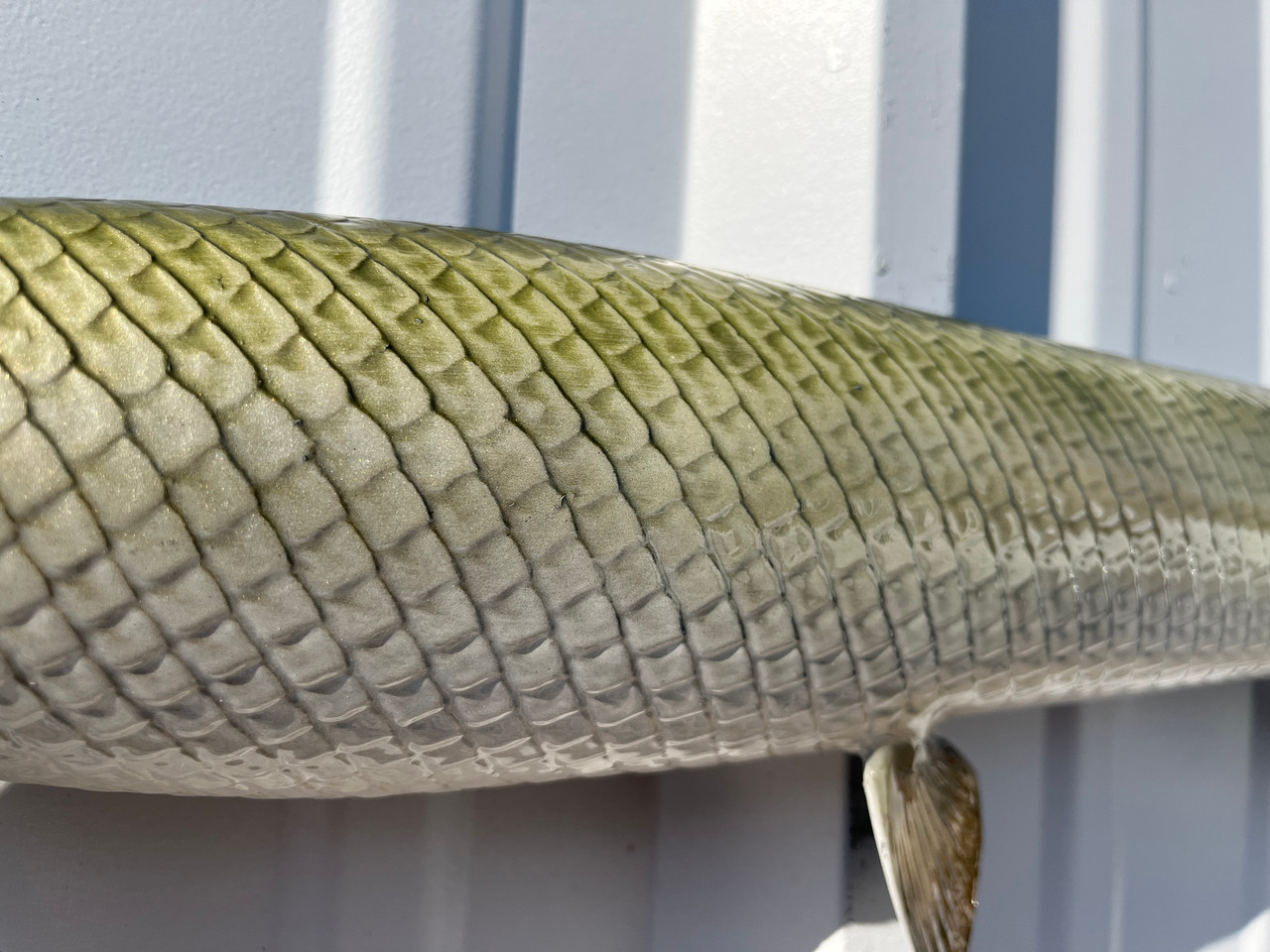 30 inch longnose gar half sided fish mount replica