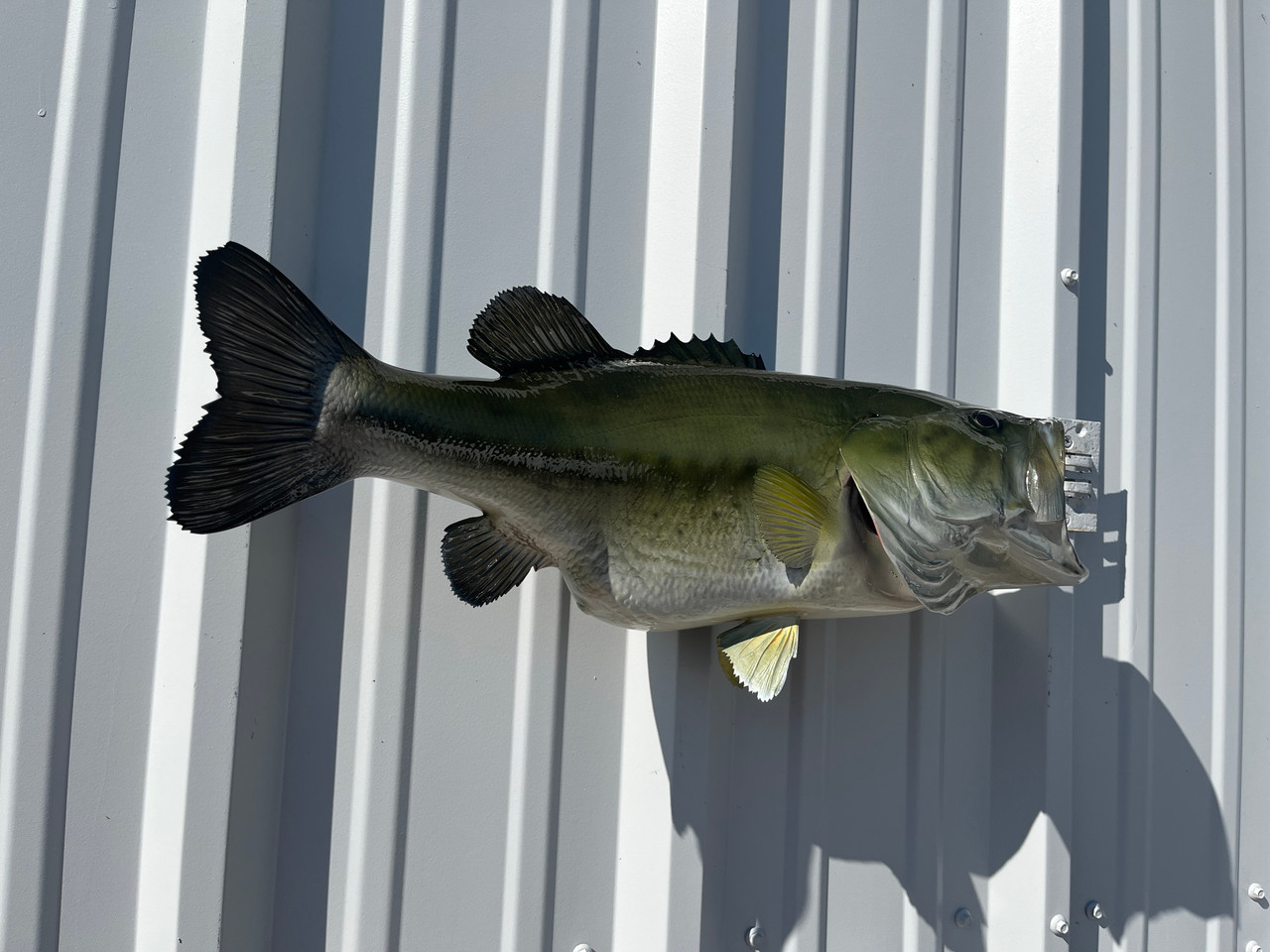 22 Inch Largemouth Bass Fish Mount Replica Facing Right