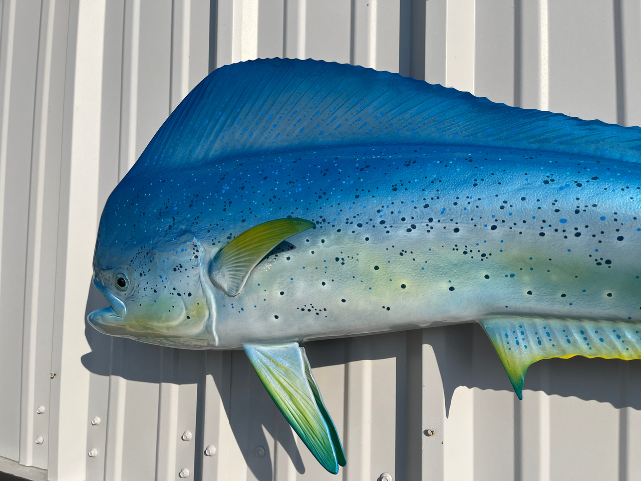 48 Inch Bull Dolphin Fish Mount Replica | Blue Coloring Scheme