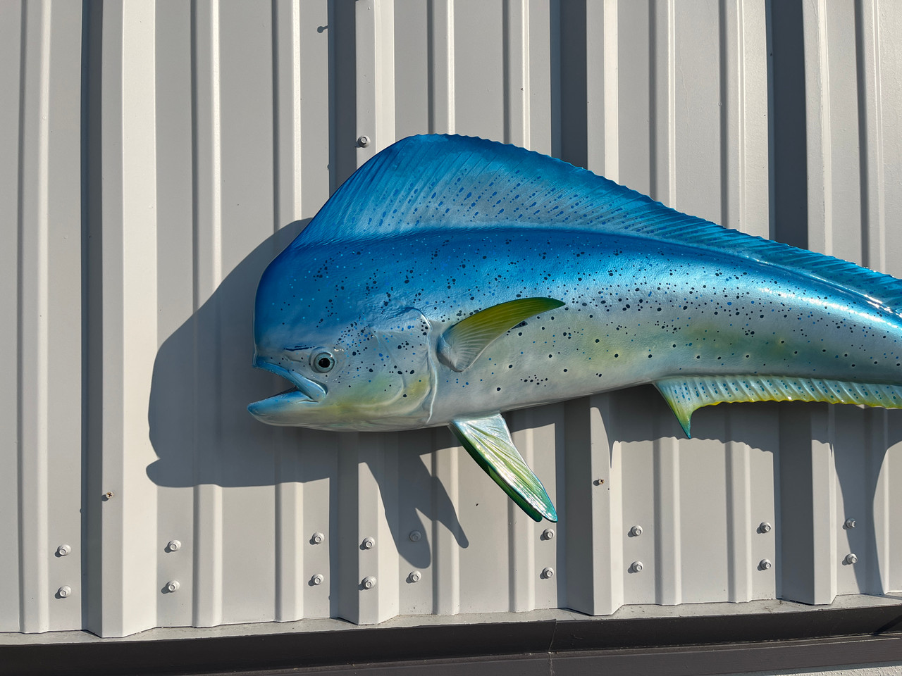 48 Inch Bull Dolphin Fish Mount Replica | Blue Coloring Scheme