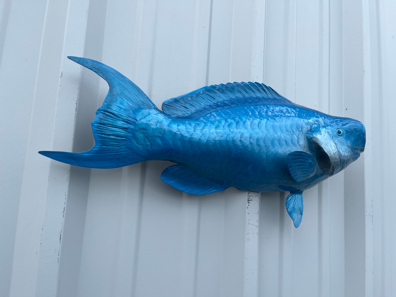 22" Bluntnose Blue Parrotfish Half Sided FIsh Mount