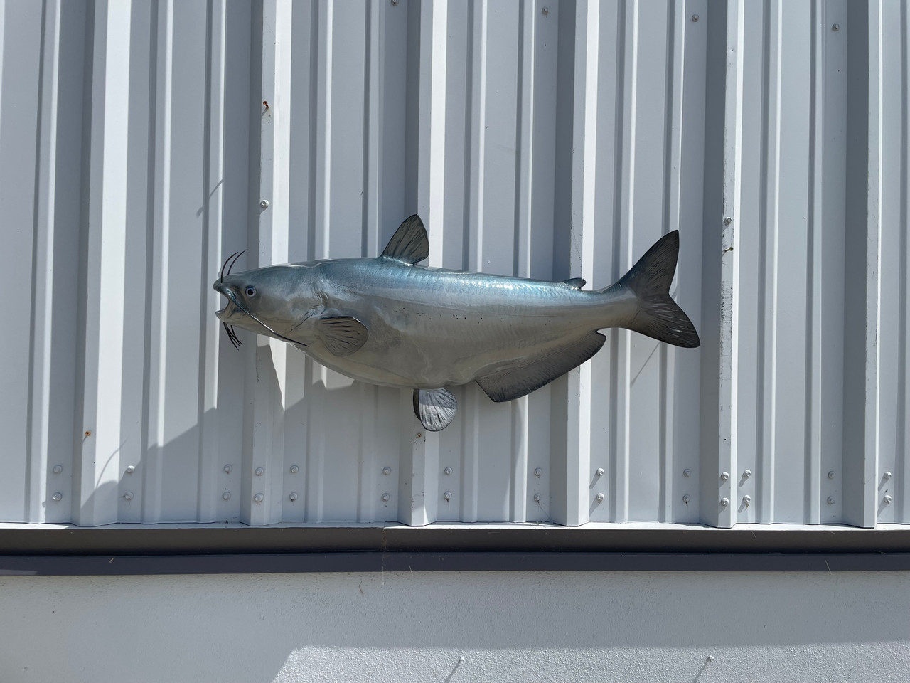 34 Inch Blue Catfish Fish Mount Replica Reproduction For Sale
