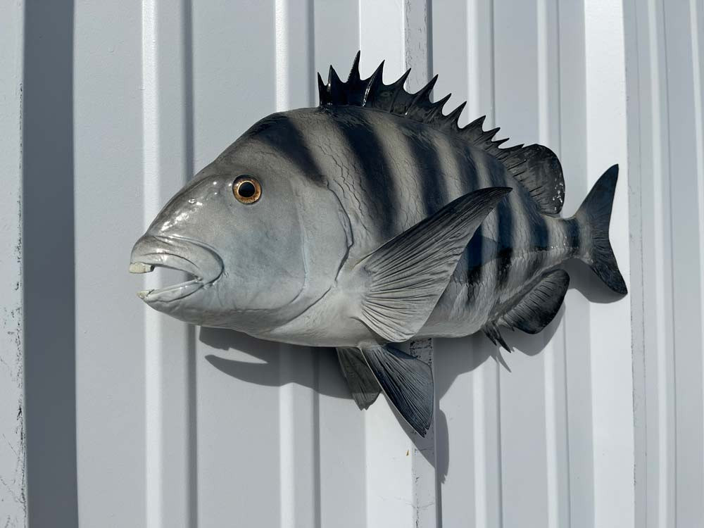 21 Inch Sheepshead Half Sided Fish Mount By Mount This Fish!