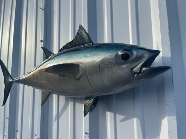 In Stock 32 Inch Blackfin Tuna Mount In Stock 32 Inch Blackfin Tuna ...