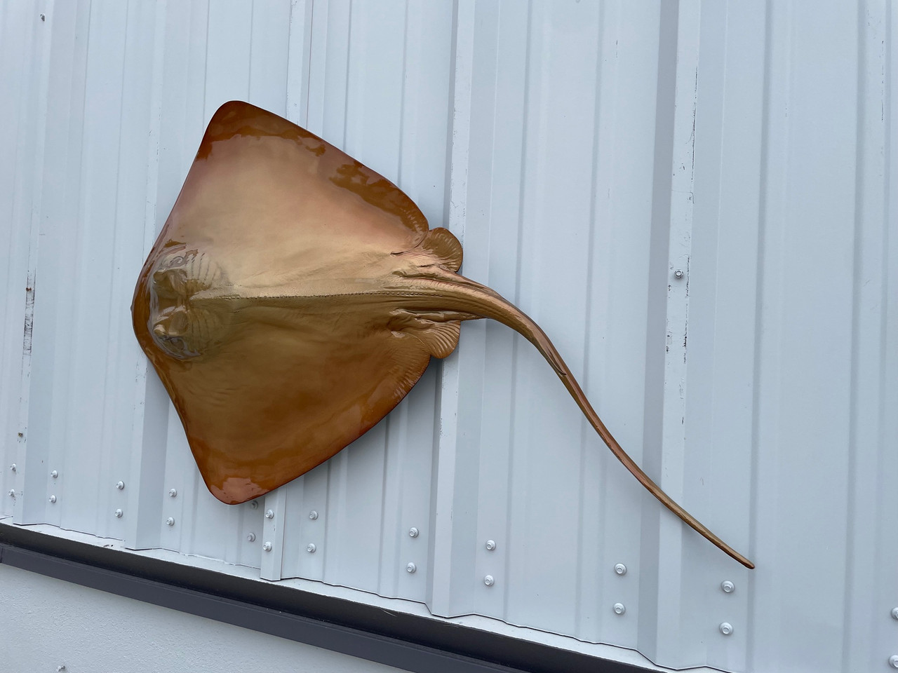 46 Inch Southern Stingray Half Mount Southern Ray Replica