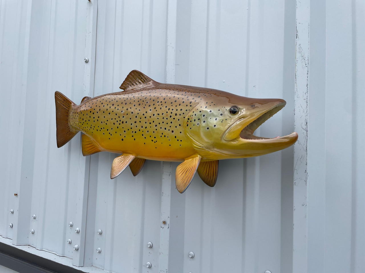 27 inch Brown Trout Fish Mount Replica