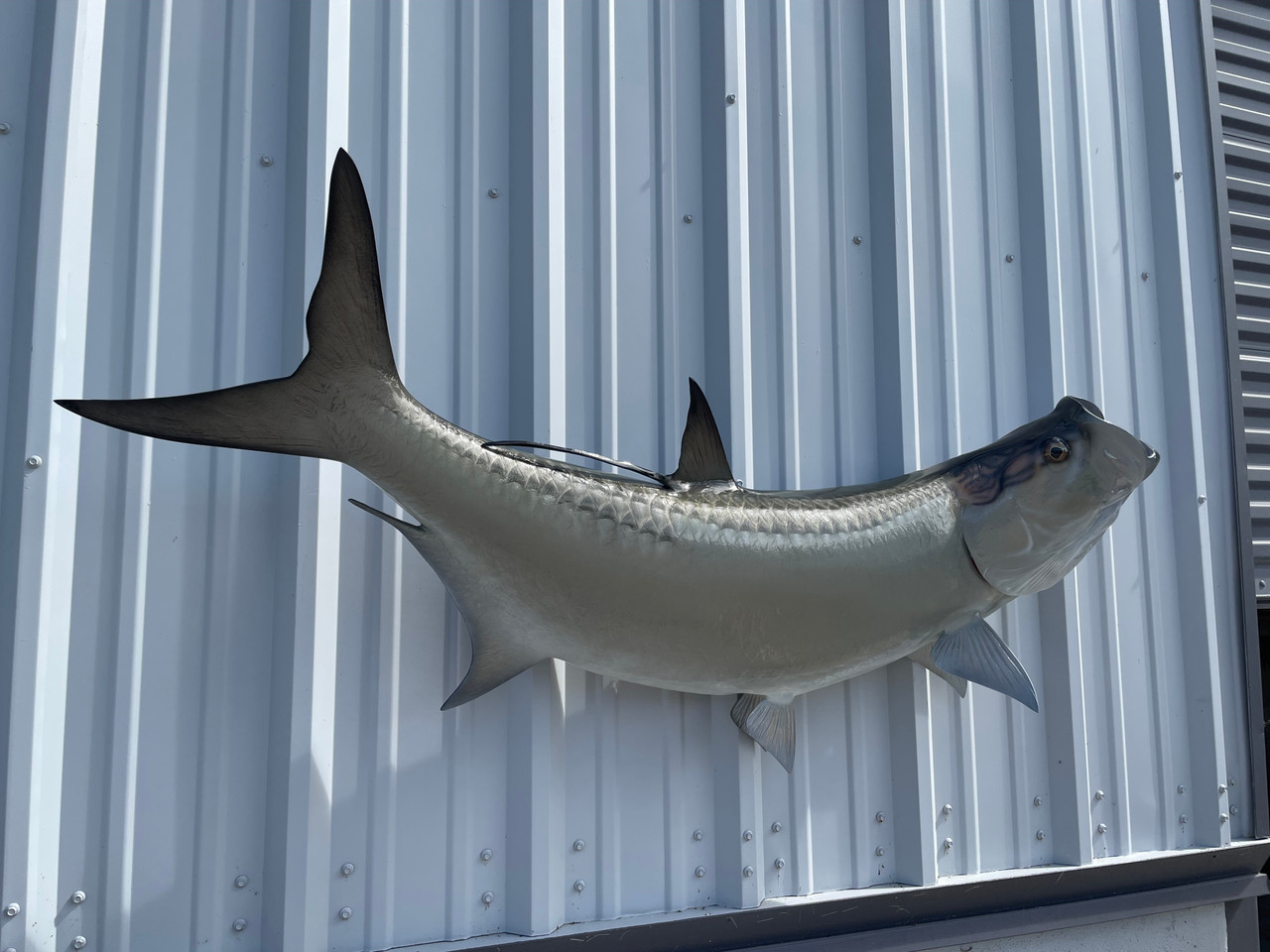 60 Inch Tarpon Fish Mount Replica | In Stock And For Sale