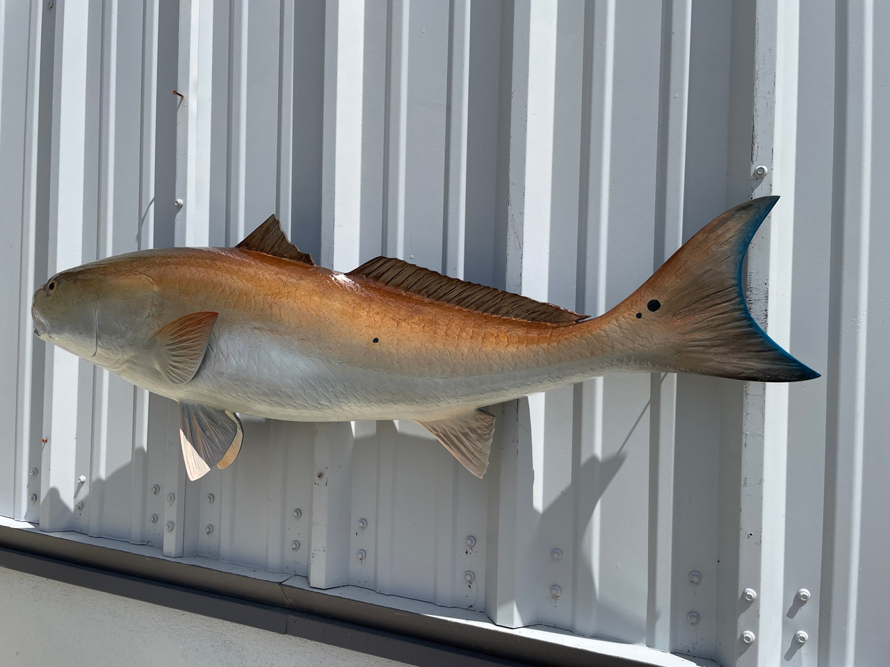 In Stock 46 Inch Redfish Full Mount In Stock 46 Inch Redfish Replica 46 ...