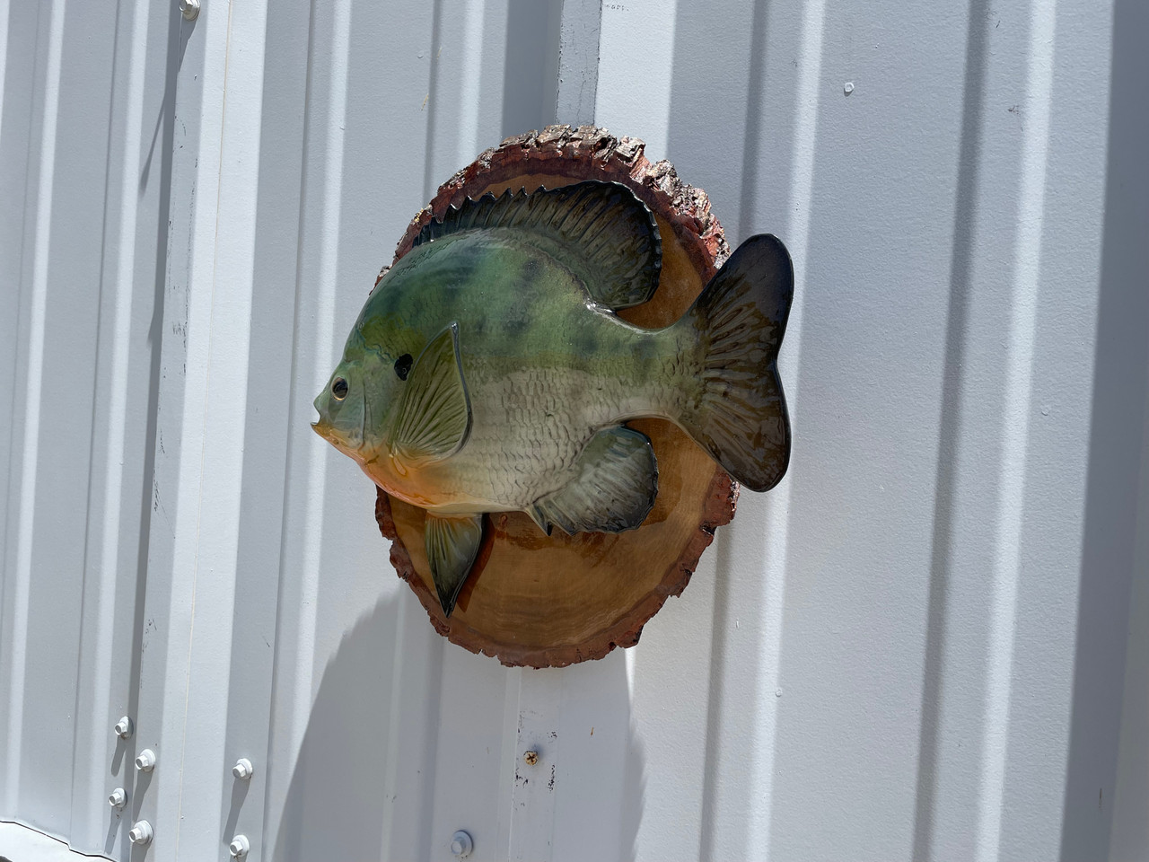 12 Inch Bluegill Half Sided Fish Mount w/ Tree Slice Wood Panel