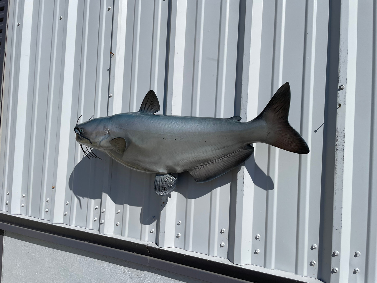 34 Inch Blue Catfish Full Mount 34 Inch In Stock Blue Catfish Replica ...