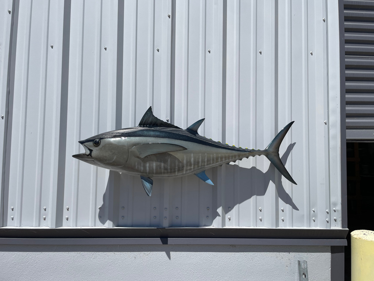 48 Inch Bluefin Tuna Fish Mount Two Sided Wall Mount Fish Replica