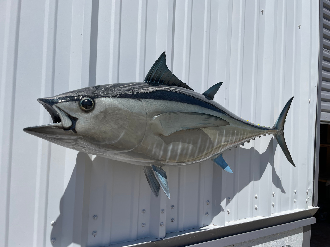 In Stock Bluefin Tuna Fish Mount Two Sided Wall Mount Fish Replica - 48 ...