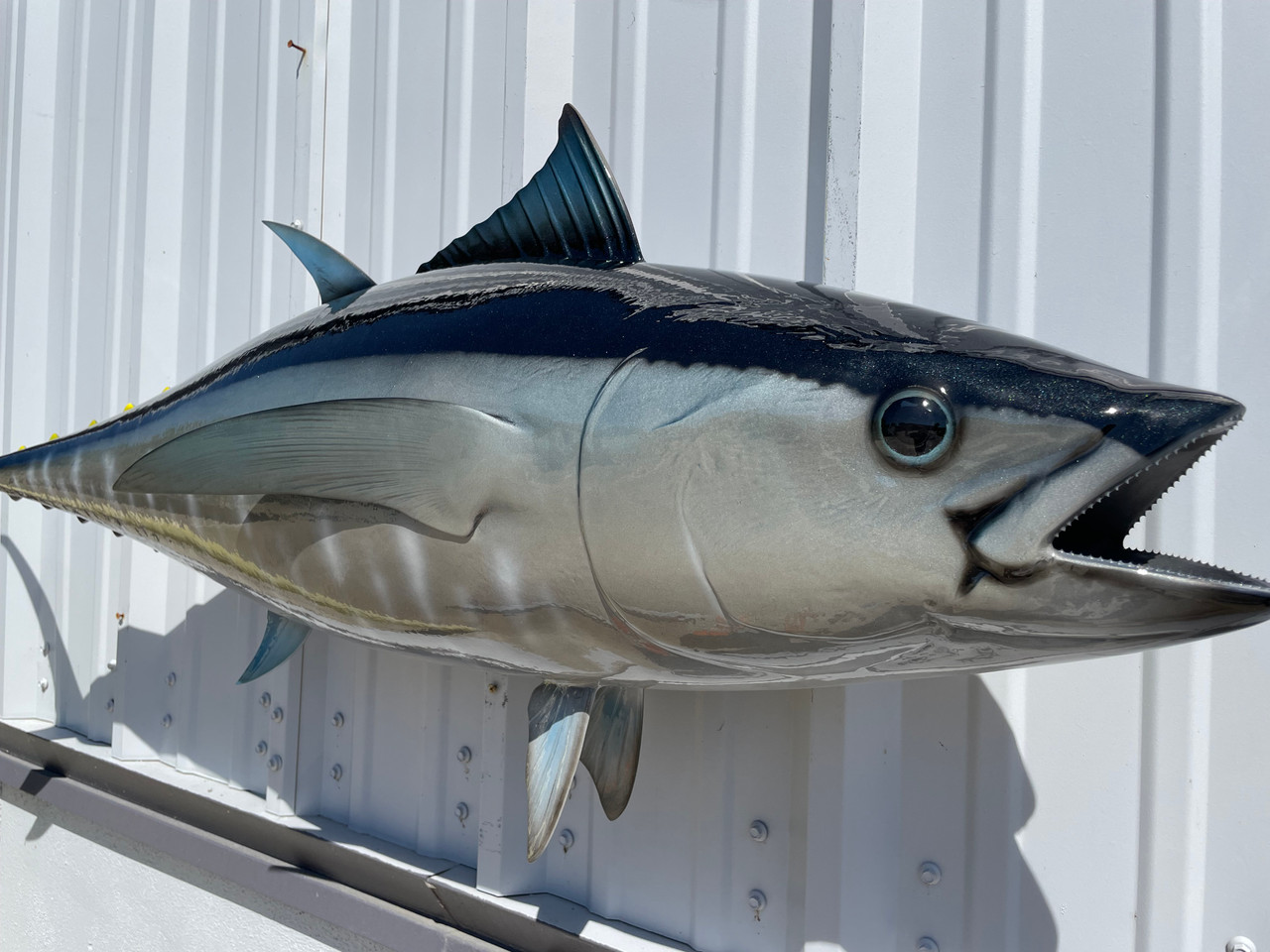 52 Inch Bluefin Tuna Fish Mount Two Sided Wall Mount Fish Replica