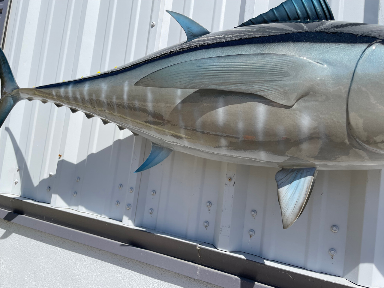 52 Inch Bluefin Tuna Fish Mount Two Sided Wall Mount Fish Replica