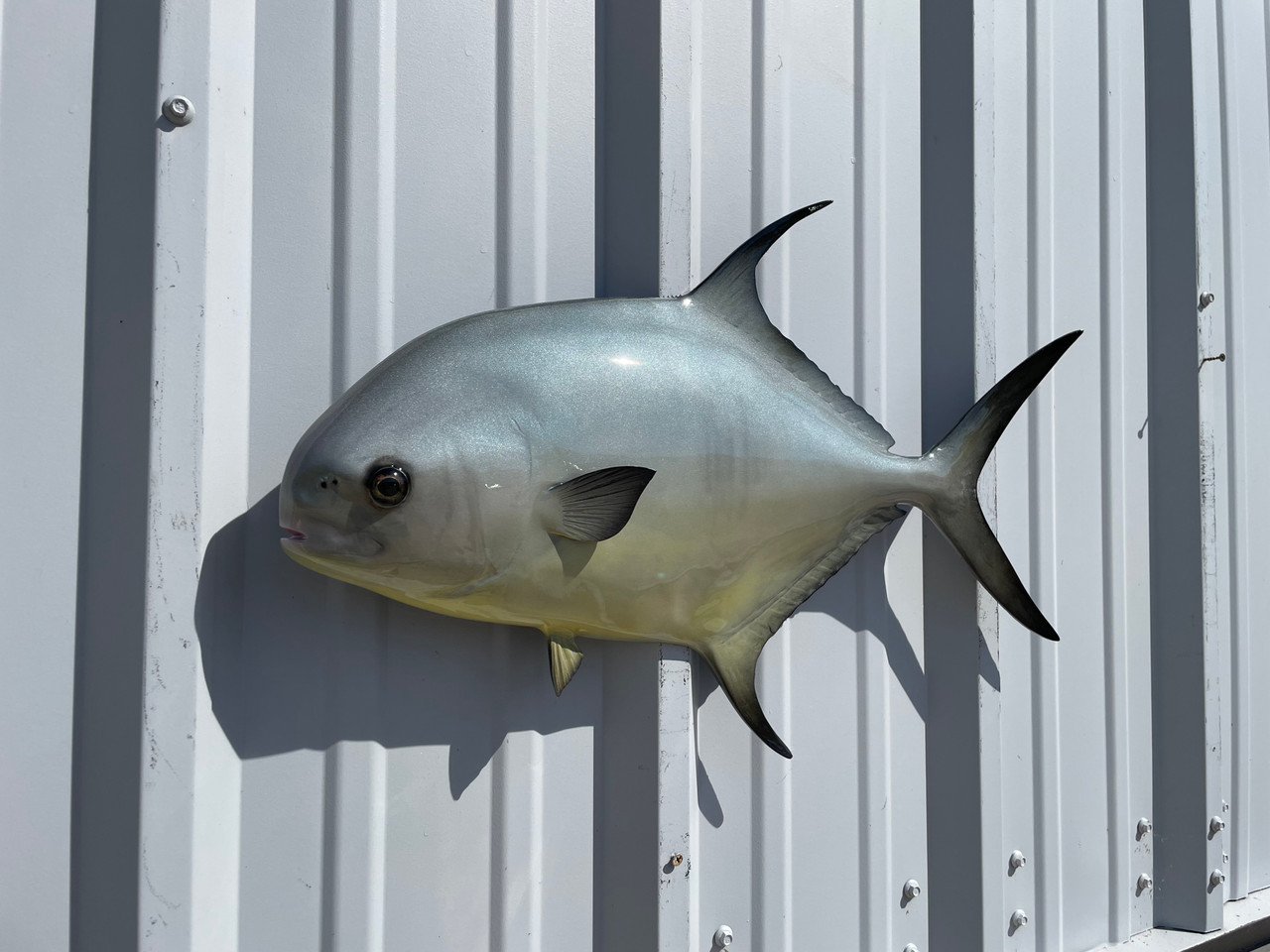 25 Inch Permit Half Mount Permit Half Sided Fish Replica