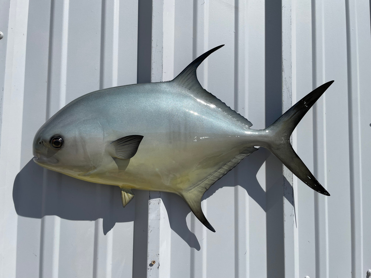 25 Inch Permit Half Mount Permit Half Sided Fish Replica
