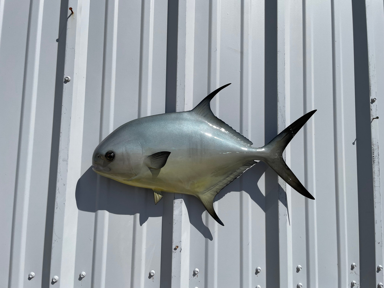 25 Inch Permit Half Mount Permit Half Sided Fish Replica