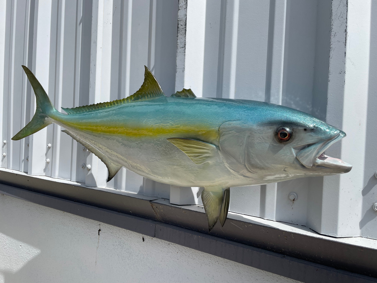 32 Inch California Yellowtail Fish Mount Replica Reproduction For Sale