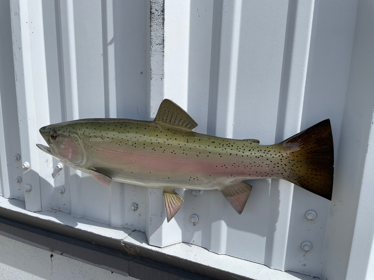 19 Inch Rainbow Trout Half Mount Rainbow Trout Half Mount
