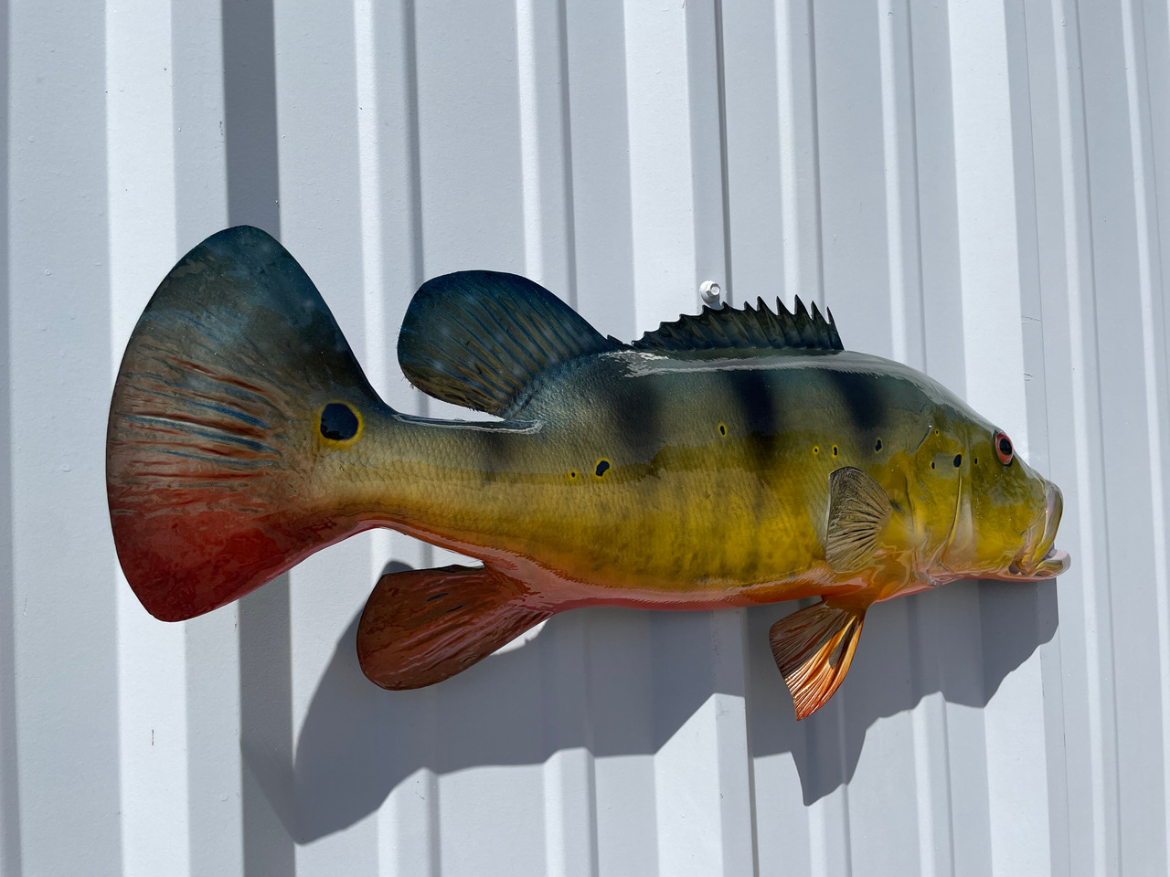 27 Inch Peacock Bass Half Sided Fish Mount Replica
