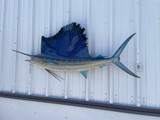 71 Inch Sailfish Fish Mount Replica Reproduction For Sale