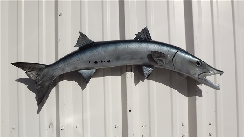 33 Inch Barracuda Fish Mount Replica Reproduction For Sale