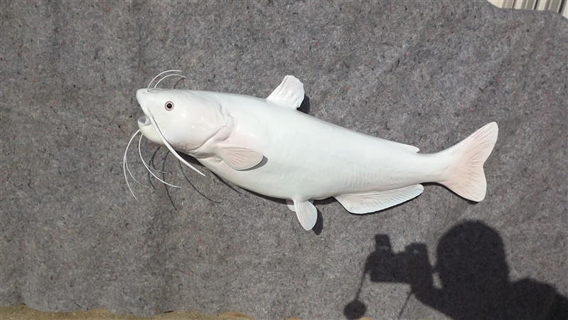 31 Inch Albino Channel Catfish Fish Mount Replica Reproduction