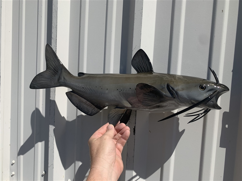20 Inch Channel Catfish Fish Mount Replica Reproduction For Sale