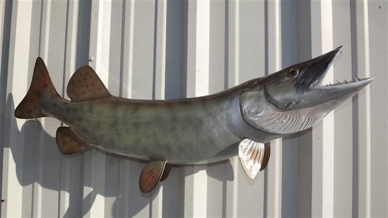 35 Inch Muskie Fish Mount Replica Reproduction For Sale